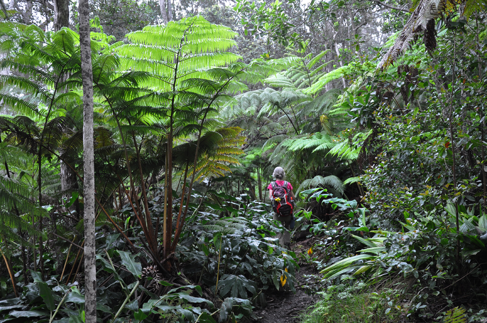 Makahi Trail - Big Island