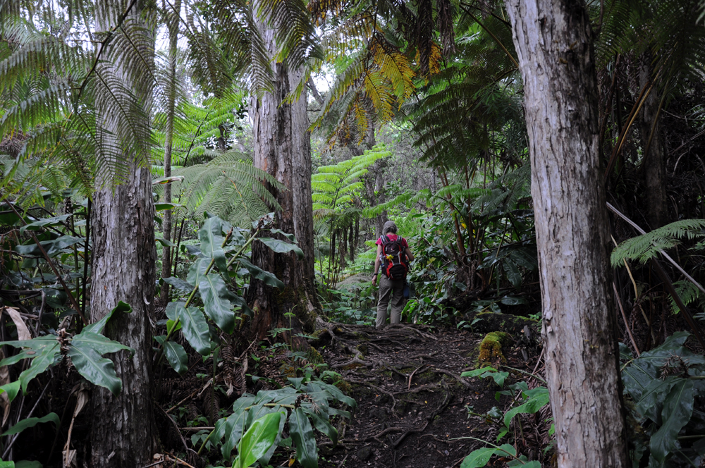 Makahi Trail - Big Island